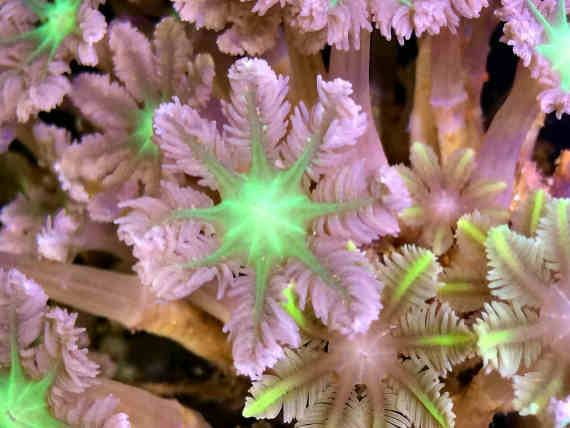 Soft Coral | LPS Coral | SPS Coral | Zoas | UK Aquacultured Coral ...